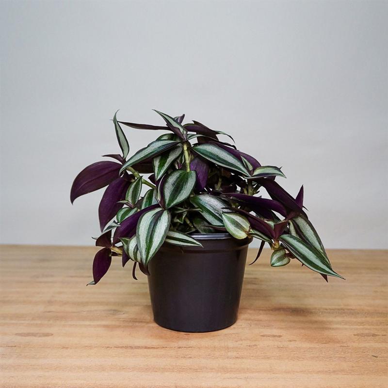 Muda De Tradescantia Zebrina/roxo - Tradescantia pallida - Muda ...