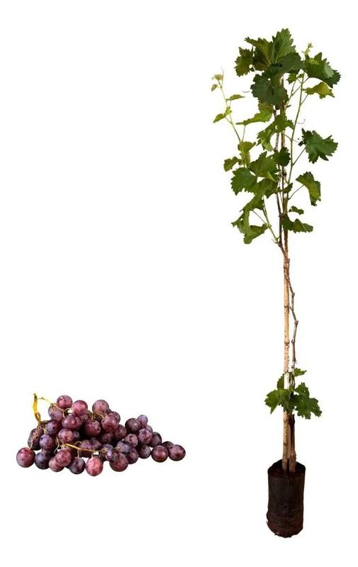 Muda De Uva Rubi 1,20 Metro - AMK - Jardinagem e Paisagismo - Muda ...