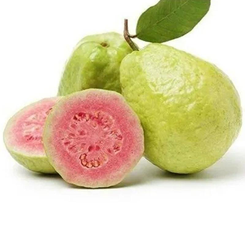 Muda Goiaba Tailandesa - Vaso&Flor - Vasos para Plantas - Magazine Luiza