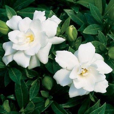 Muda Jasmim do Cabo (Gardenia jasminoides) - Dancruz - Chá - Magazine Luiza