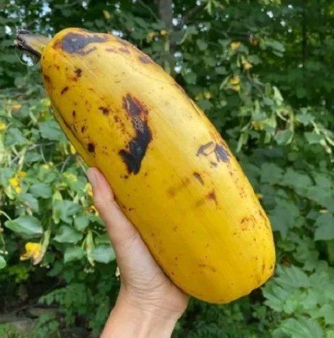 mudas Bananas Gigantes O prazer de ter um pomar - Muda Banana Gigante ...