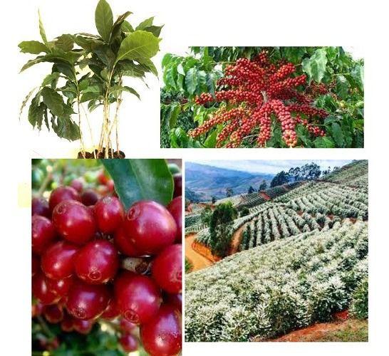 Mudas De Café Arábica - Kit Com 30 Mudas -prontas P/ Plantio ...