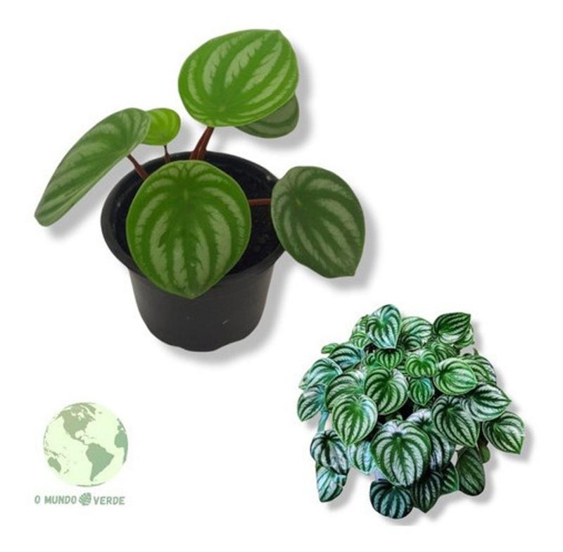 Mudas Plantas Peperomia Zebra Melancia Decoração Cozinha Top - O Mundo ...