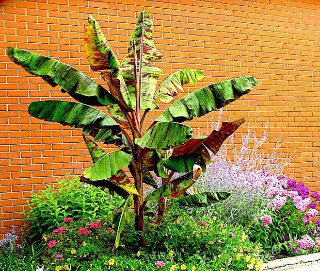 Musa Acuminata Zebrina (Musa de Sumatra) - Orquidário - Chá - Magazine ...