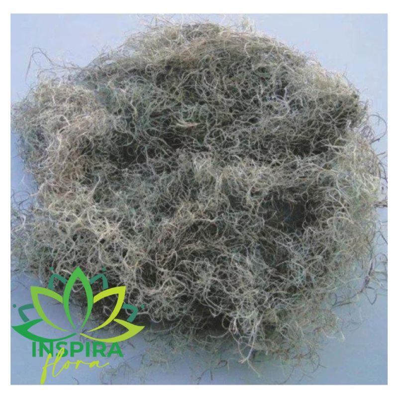 Musgo Seco Barba De Bode Saco Grande Com Aprox. 400 Gramas - Inspira ...