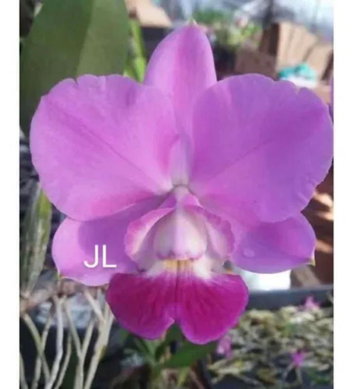 Orquídea Lc. Aloha Case Ching Hua Adulta - Planta e Flor Natural ...