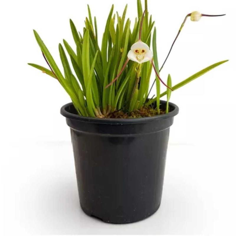 Orquidea Macaco Dracula Lotax Planta Adulta Pronta Entrega - orquiflora ...