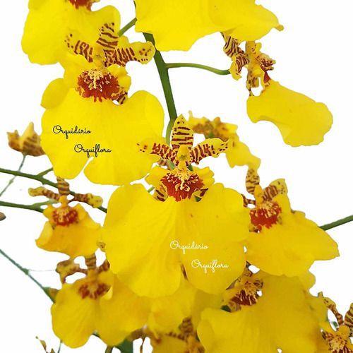 Orquídea Oncidium Aloha Plantas Adultas Naturais Flor Linda ...