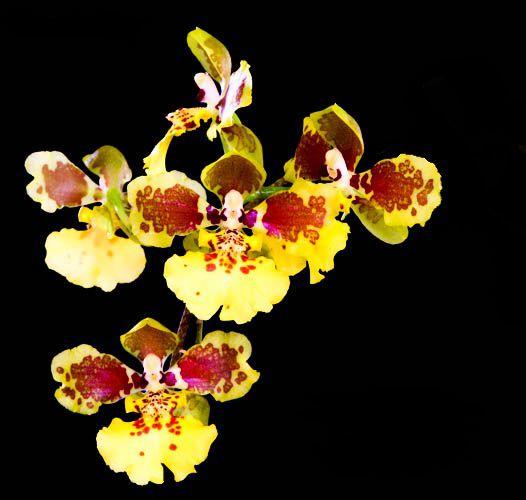Orquídea Oncidium sarcodes - Cooperorchids - Plantas Naturais ...