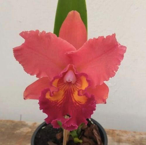Orquídea Rlc. Agatha Fire X Slc. Mae Hawkins X Slc. Dizac - Echoo Labs ...