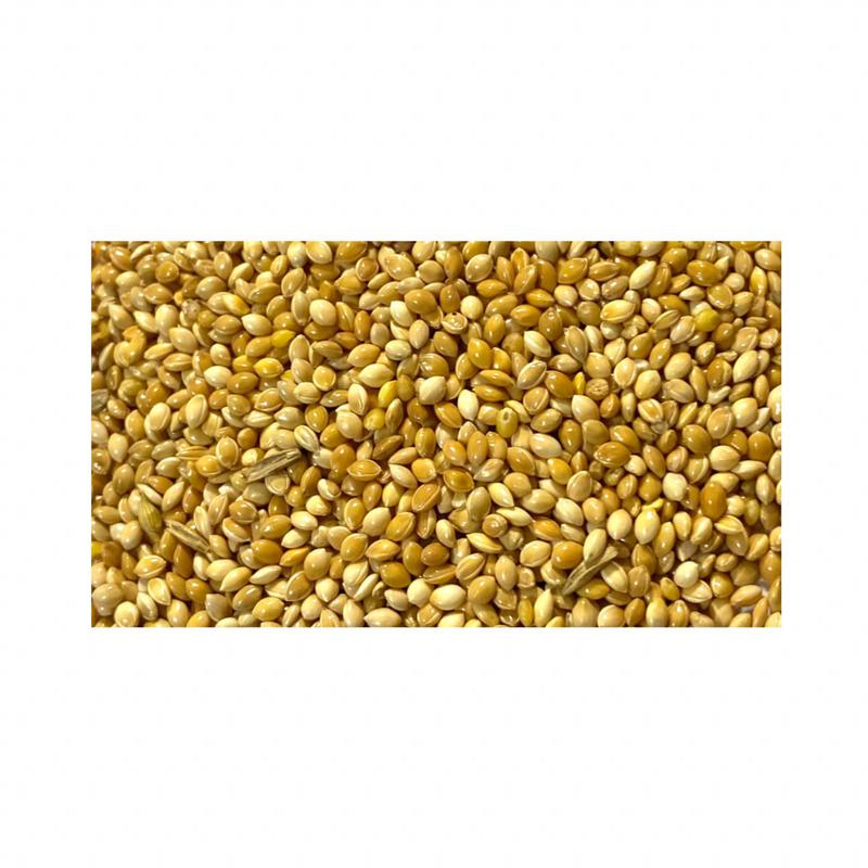 Painço Panicum Miliaceum - 1Kg de Sementes/ Excelente Gramínea de Verão ...