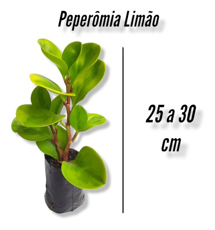 Peperomia Limão Muda Magnifica Planta Rara top de linha - O Mundo Verde ...
