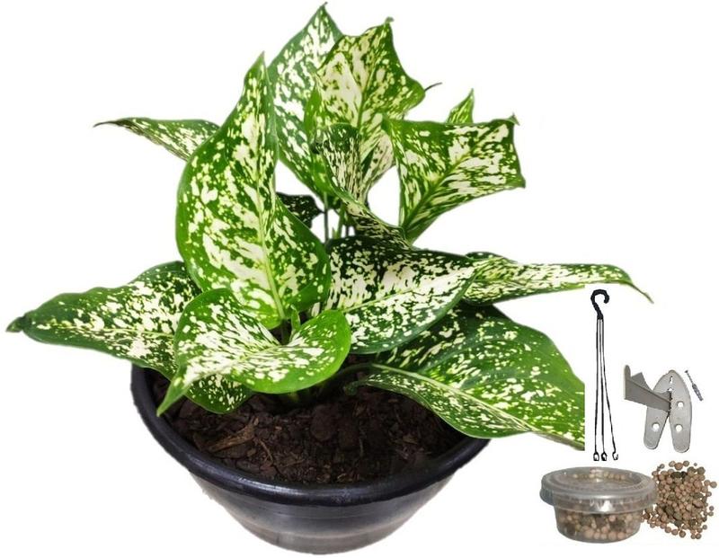 Planta Aglaonema Neve Da Montanha Com Vaso E Suporte - Flora Evora ...