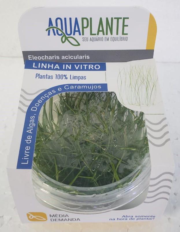 Planta aq eleocharis acicularis - AQUAPLANTE - Flor e Planta Artificial ...