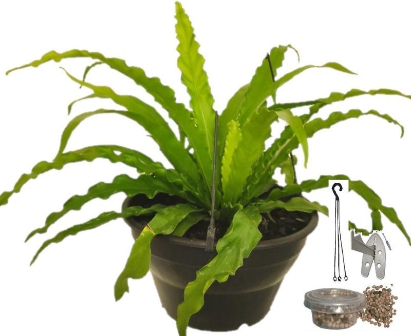 Planta Asplenium Nidus Var. Osaka Asplênio Crespo Osaka - Flora Evora ...