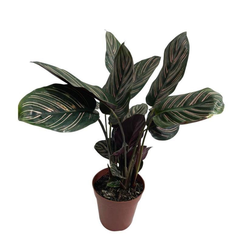 Planta Calathea Ornata Rosa Pote 12 Maranta Riscada - Inspira Flora ...