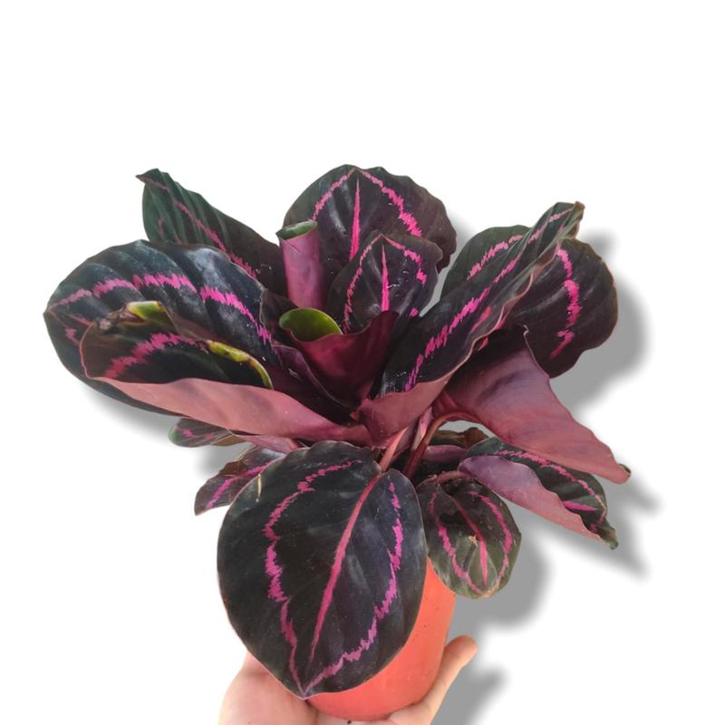 Planta Calathea Rubi Maranta Rubi Rara Para Coleção Decoração - mundo ...