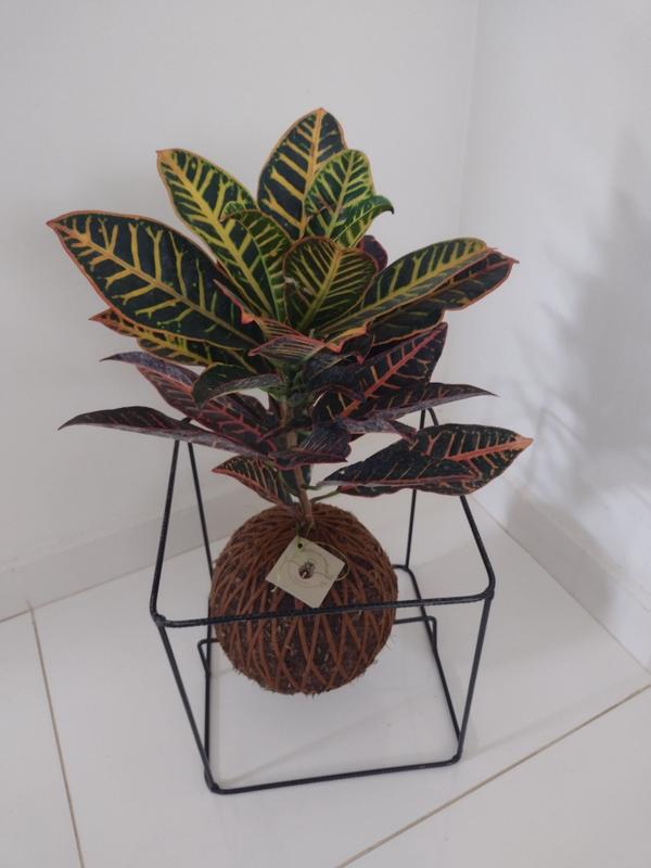 Planta croton norma - kokedama - Planta natural - Raízesdamari ...