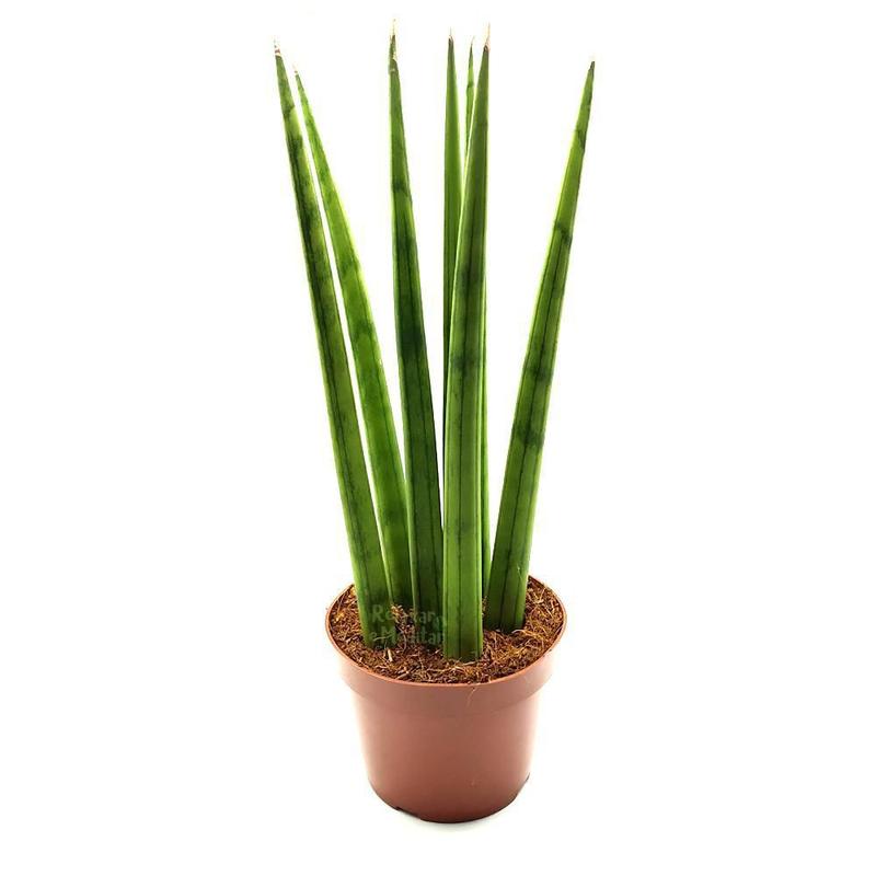 Planta Lança De São Jorge Reta (Média) Feng Shui - Relaxar E Meditar ...