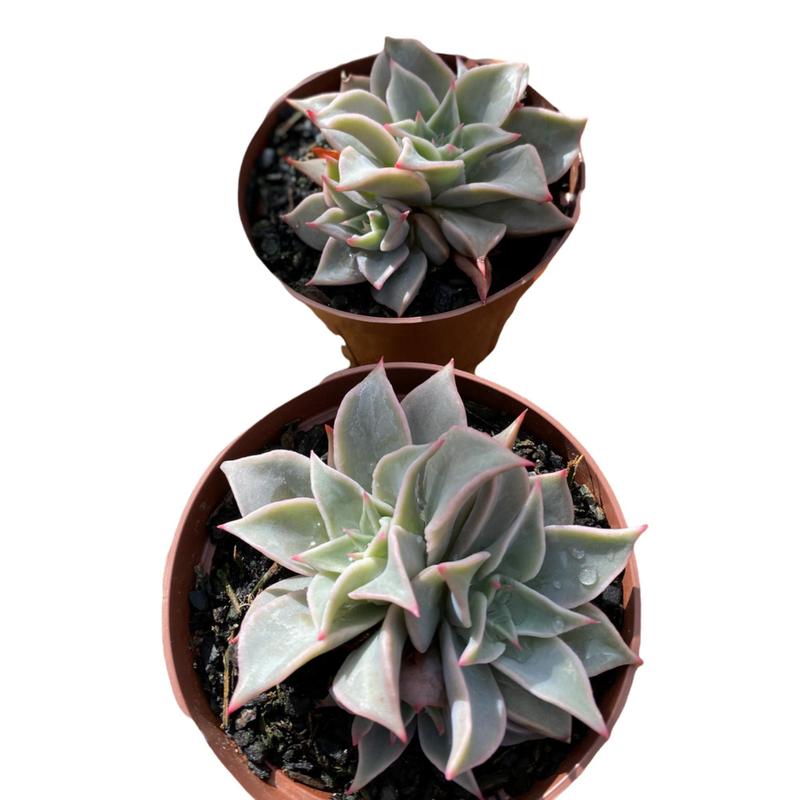 Planta Suculenta Echeveria Madiba Top De Linha Coleção Rara - Ta na Mão ...
