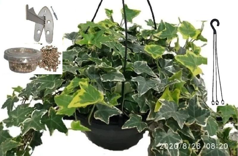 Planta Trepadeira Hera Verdadeira Hedera Helix Variegada - Flora Evora ...