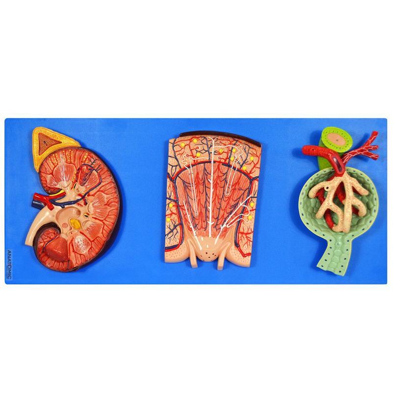 Rim em Corte Sagital, Rim Glomérulos e Rim Néfron - ANATOMIC - Modelos ...