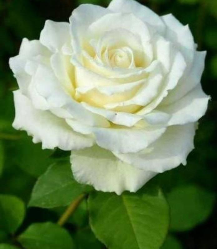 Rosa brancas grande no feicho com 3 - Decoração - Flores Artificiais ...