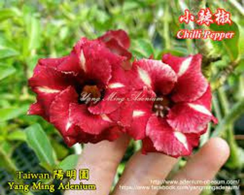 Rosa do deserto Chili Pepper - chilli Pepper - Flor e Planta Artificial ...