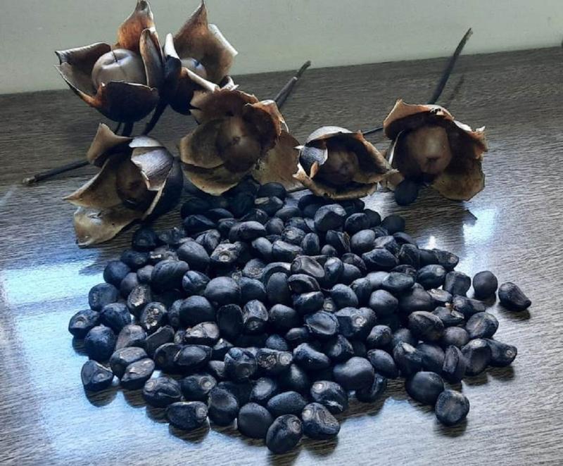 Semente De Cipó Café Ou Flor De Pau Ótima Para Abelhas - Merremia ...