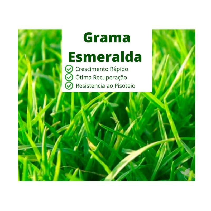 Semente De Grama Esmeralda 3kg Para Campos E Jardins - lsla - Sementes ...
