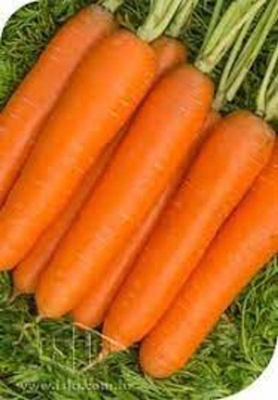 Sementes de Cenoura Alvorada Calibrada Média 500g - Isla - Sementes ...