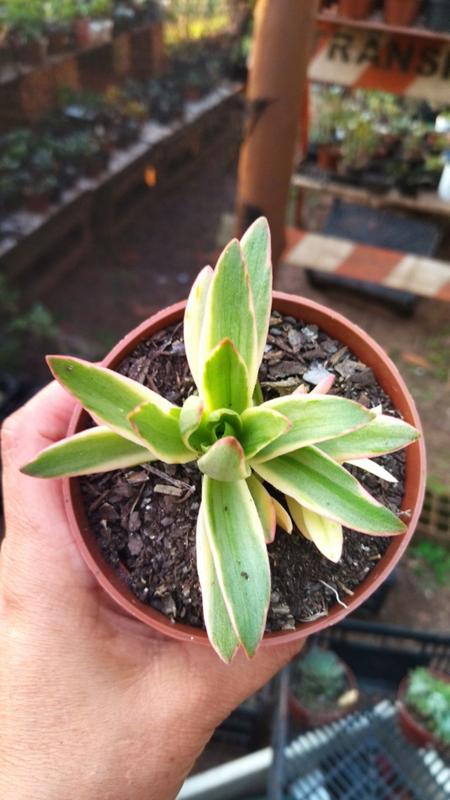 Suculenta Crassula Capitela Variegata - Suculentaseciasc - Planta e ...