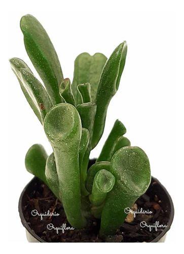 Suculenta Orelha De Shrek ( Crassula Gollum ) - Orquiflora - Plantas ...