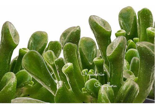 Suculenta Orelha De Shrek Crassula Ovata Gollum Vaso Nº10 - Orquiflora ...