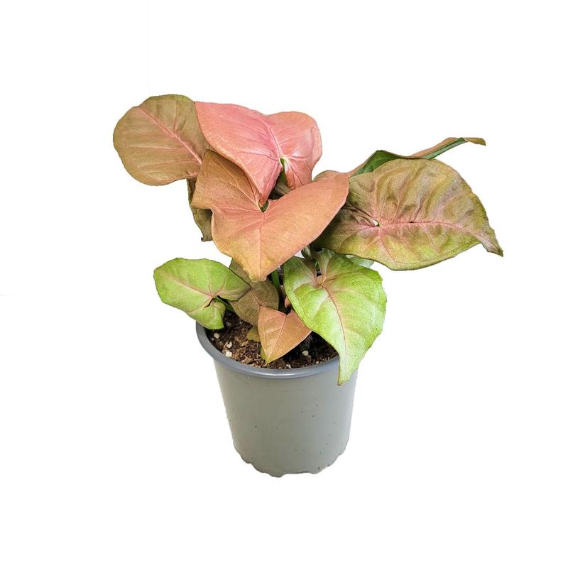 Syngonium 'Neon Robusta' (Singônio Rosa) - F.ECO - Limpa Piso ...