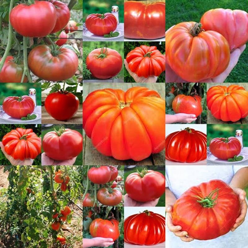 Tomate Gigante Santa Cruz 60 Sementes + 2 Super PRÉMIOs !! - wolf ...