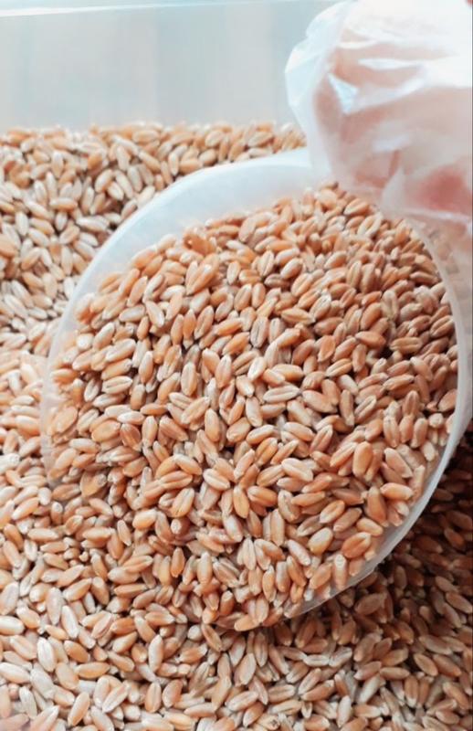 Trigo em Grãos 500g - UN - À granel embalado a vácuo - Alimentos ...