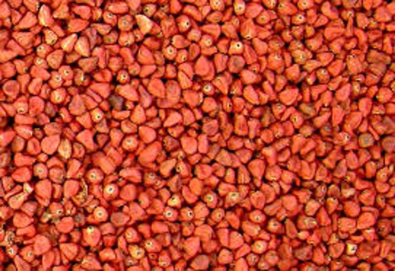 Urucum Semente 1Kg - Granel - Sementes - Magazine Luiza